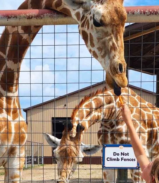 huge michigan animal park ftr