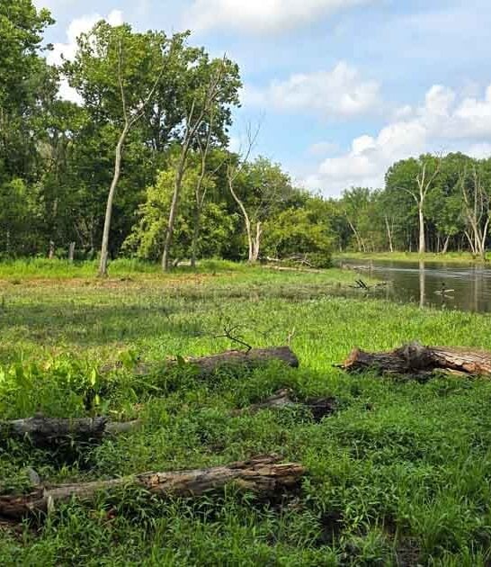 The Illinois Forest Preserve Where Deer Sightings Are Practically Guaranteed