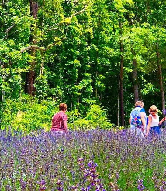 lavender farm north carolina ftr