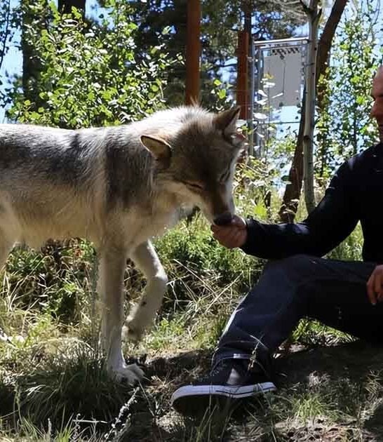 magical colorado ranch wolves ftr
