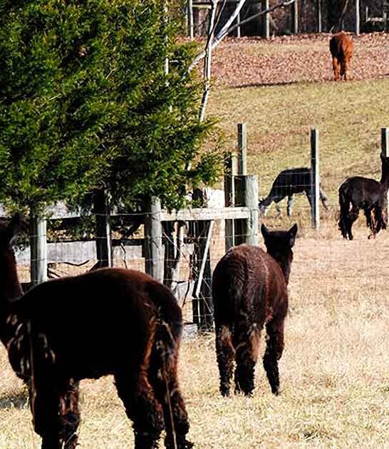 maryland charming alpaca farm ftr