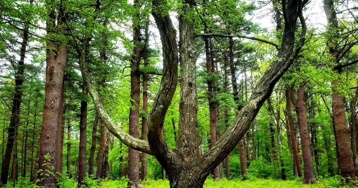 Hit The Road For This Massachusetts Adventure That Visits 7 Of The State's Most Mysterious Parks