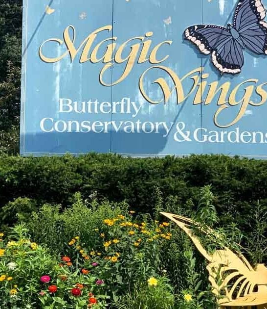massachusetts visit butterfly house ftr