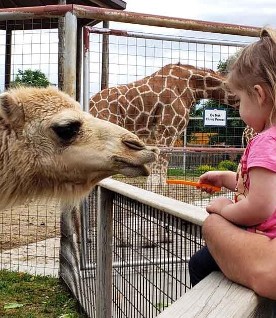 michigan animal park experience ftr