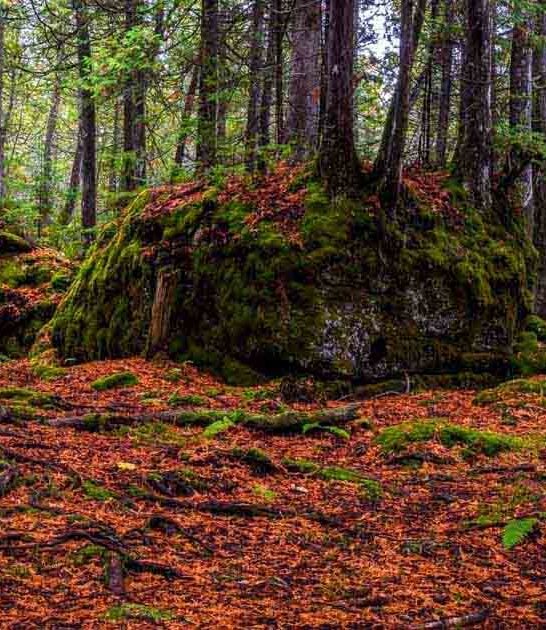 michigan enchanting trail fairytale ftr
