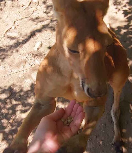 missouri animal park lovers ftr