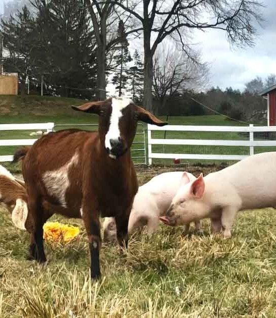 The Adorable New Jersey Nature Reserve Where You Can Cuddle Baby Farm Animals
