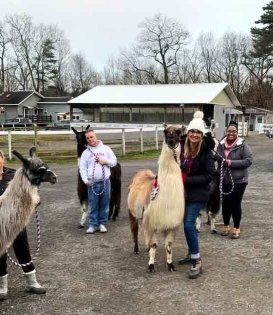 new york llama hikes ftr