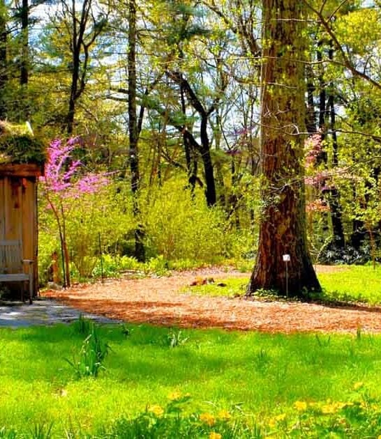 overlooked woodland garden massachusetts ftr