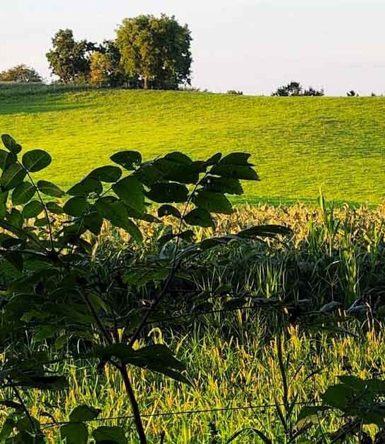 This 715-Acre State Park In Illinois Is So Beautiful, You Won&rsquo;t Believe It&rsquo;s Real