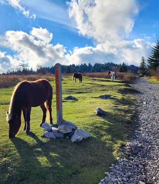 ponies virginia park scotland ftr