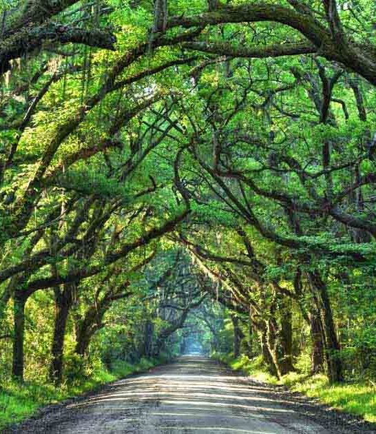 south carolina dreamy trip ftr