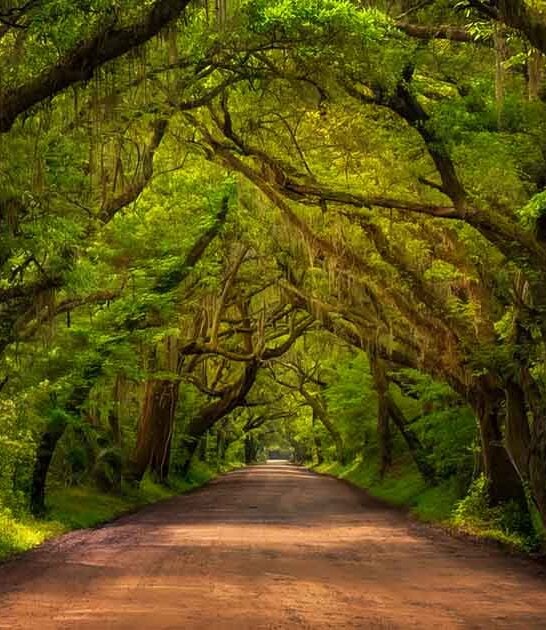 south carolina tree tunnel ftr
