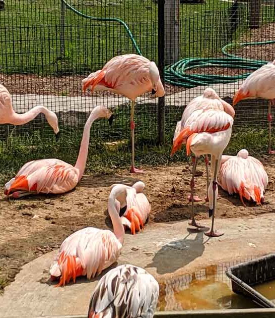 sprawling michigan animal park ftr