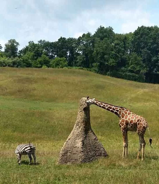 sprawling zoo michigan adventure ftr