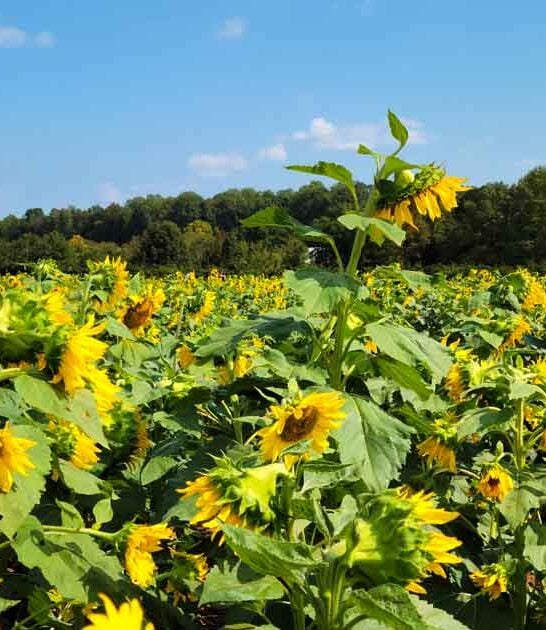 sunflower field south carolina ftr