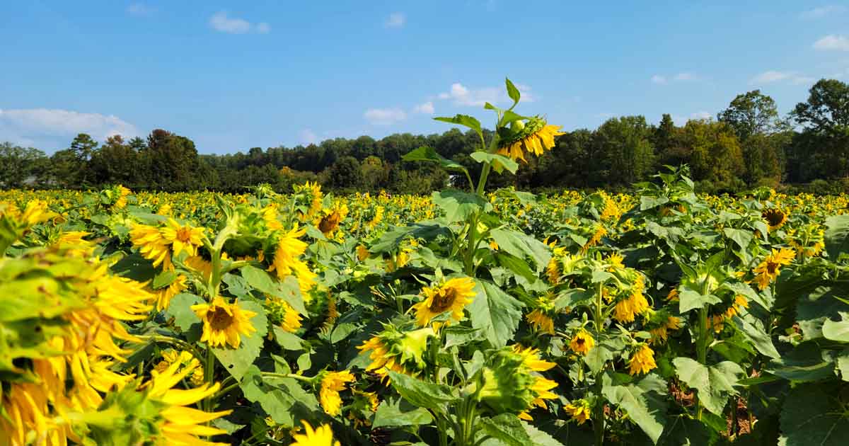 Get Lost In This Postcard-Worthy Sunflower Field Hiding In South Carolina
