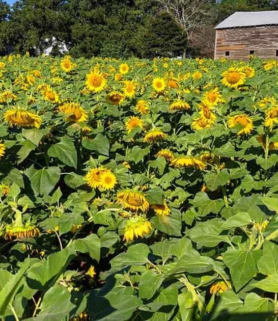 This South Carolina Sunflower Field Is So Stunning, It Looks Like A Painting Come To Life