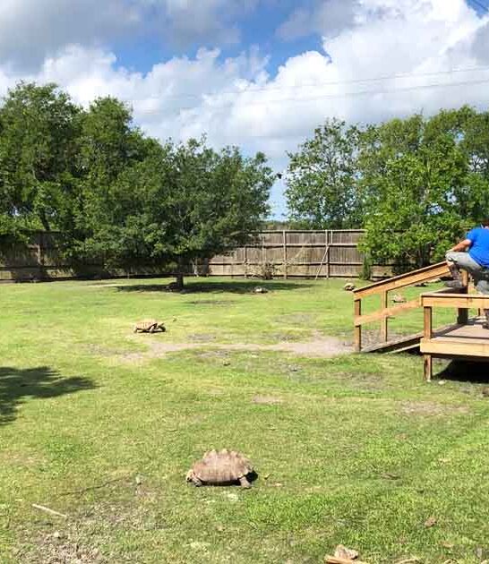 texas tortoise park kids ftr