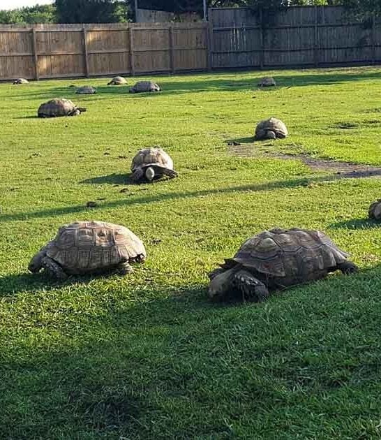 The One-Of-A-Kind Tortoise Park In Texas That Your Whole Family Will Love
