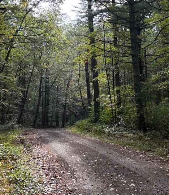 The 6 Underrated State Forest Hikes In Connecticut That Locals Are Keeping All To Themselves