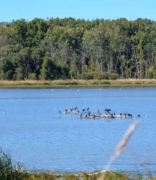 underrated wildlife michigan area ftr