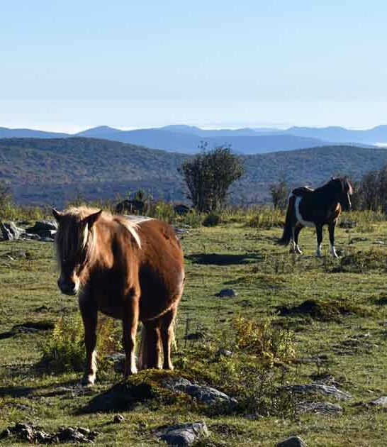 virginia state park highlands ftr