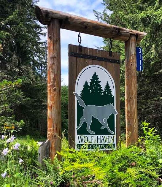 washington wolf day encounter ftr