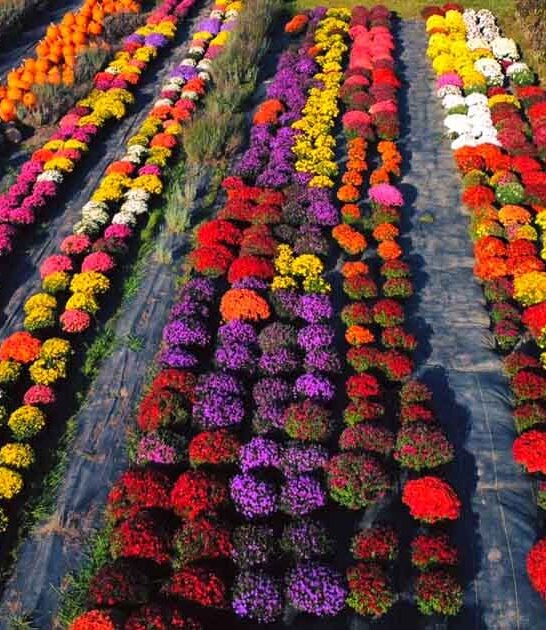 whimsical flower farm maryland ftr