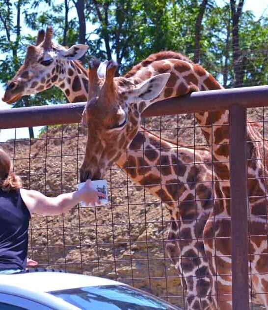 The Whimsical Wildlife Park In North Carolina That’s Fun For The Whole Family