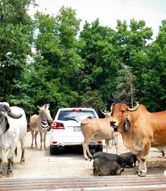 wildlife park north carolina ftr