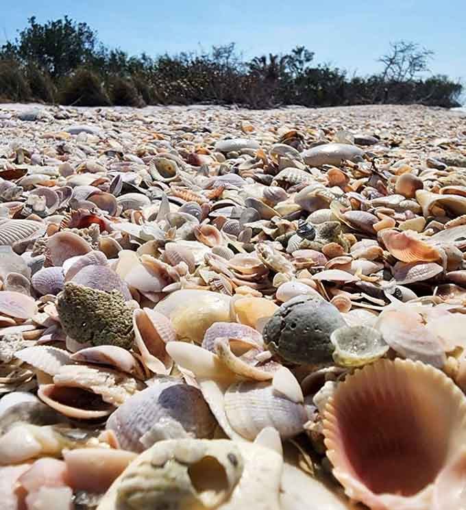 You Won't Believe This Crowd-Free Florida Preserve Looks Exactly Like ...