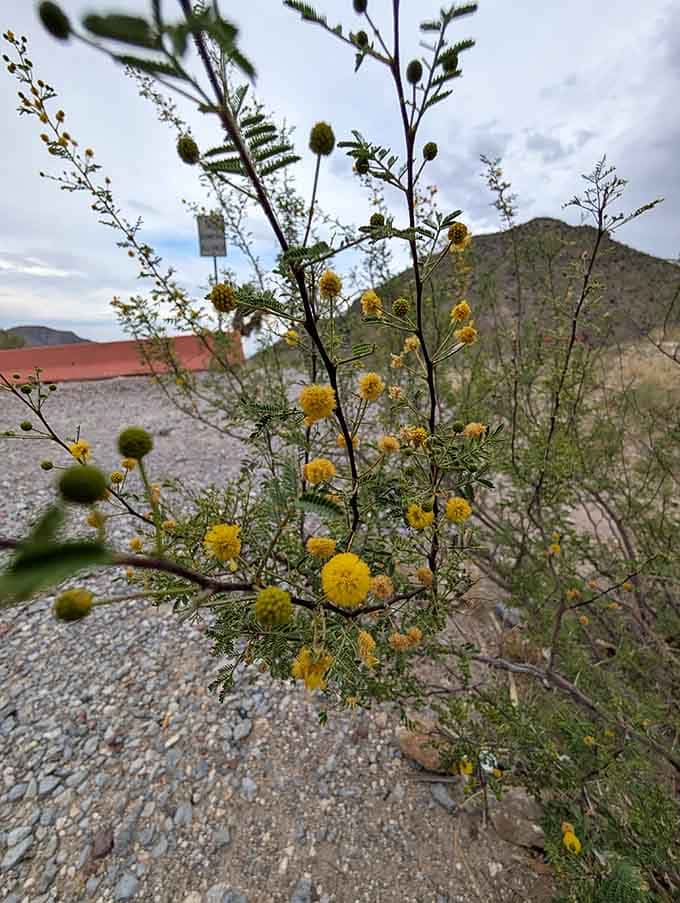 This Hidden Overlook In Texas Offers The Most Breathtaking View You've ...