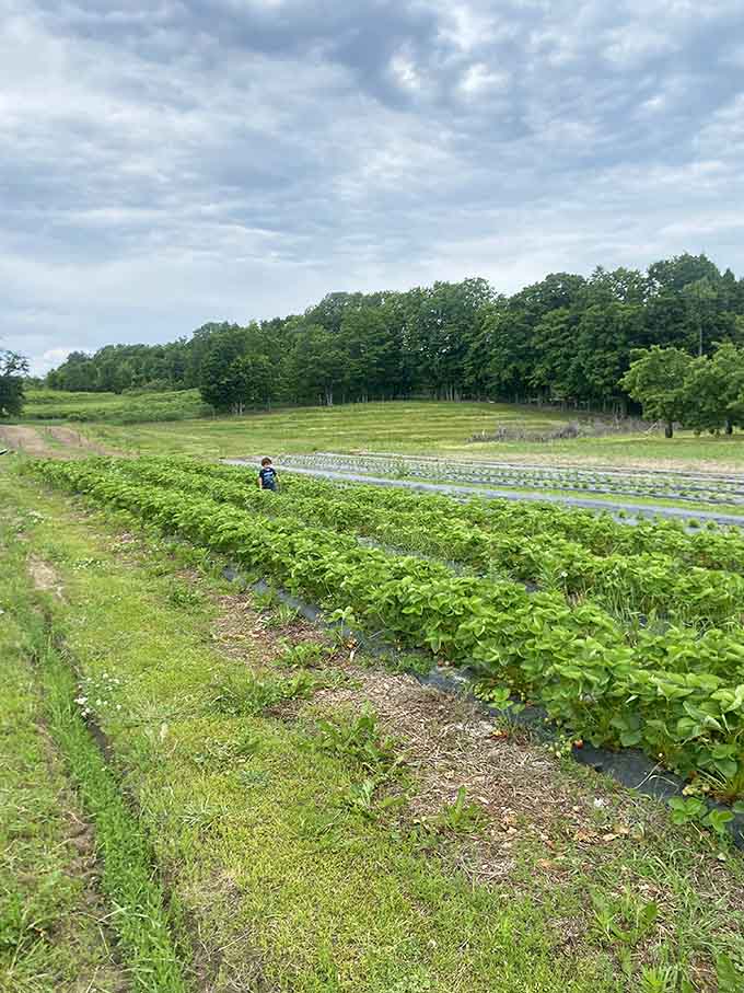 Magnification Call Out This Picture-Perfect Michigan Farm Where You Pick Your Own Berries ...