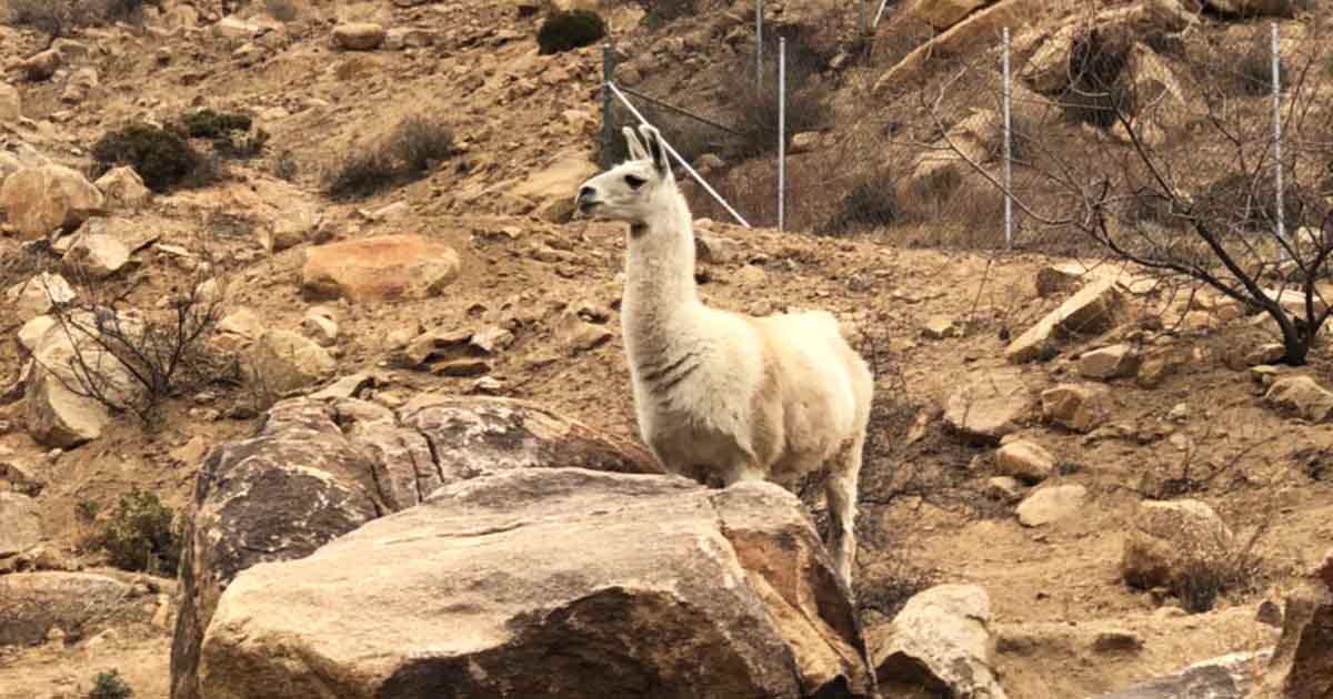 The Arizona Wildlife Sanctuary That Will Completely Change The Way You See The Desert