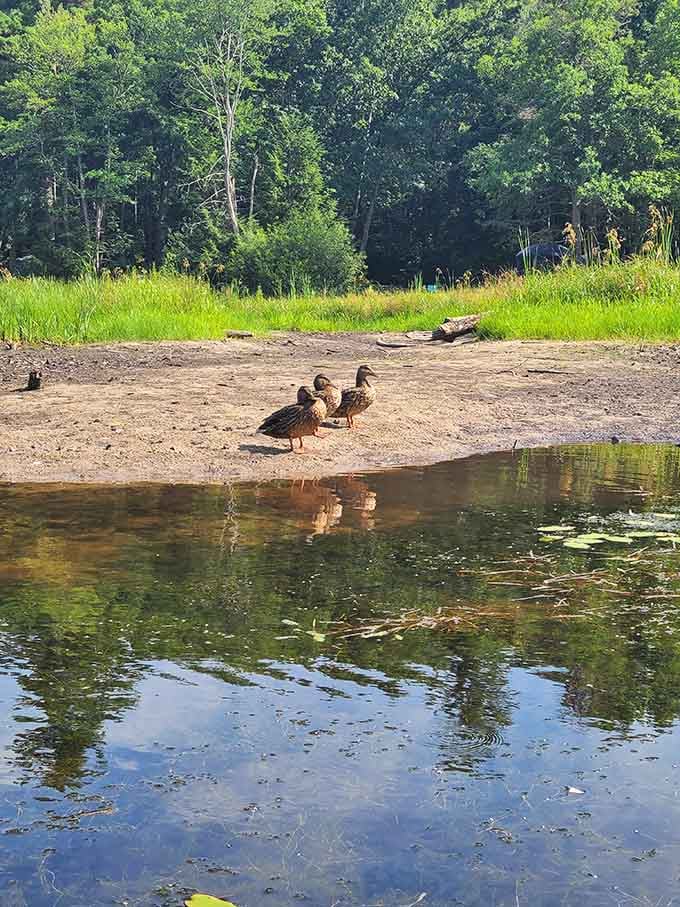 Dive Into One Of Massachusetts' Best Kept Secret Swimming Holes Before ...