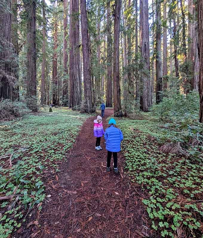 Magnifying Small Insects This Underrated California State Park Lets You Walk Among 900-Year-Old ...