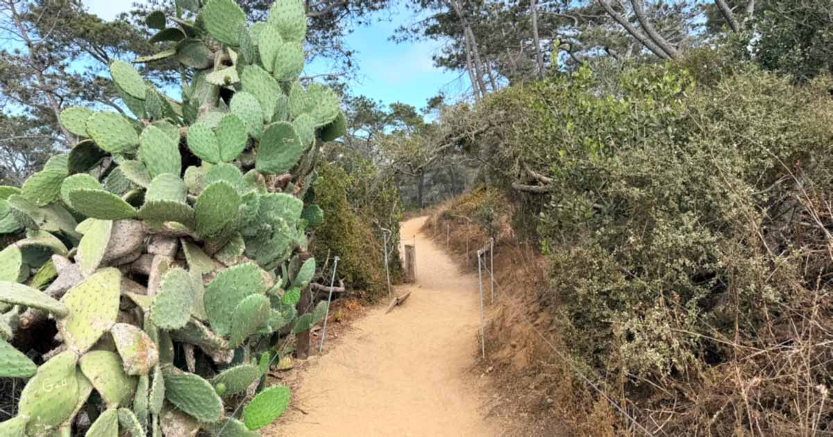 You Won't Believe The Jaw-Dropping Scenery Along These 7 Easy Hikes In California