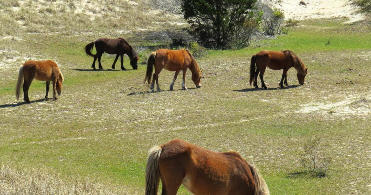 discover-the-remote-north-carolina-island-where-wild-mustangs-still-run