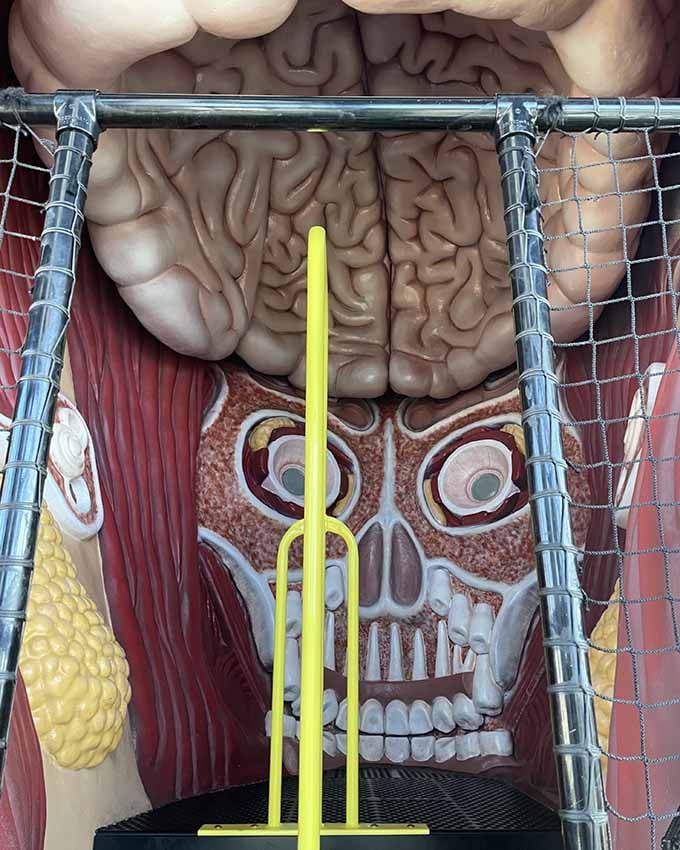 There's A 40-Foot-Tall Child Inside This South Carolina Museum, And You ...