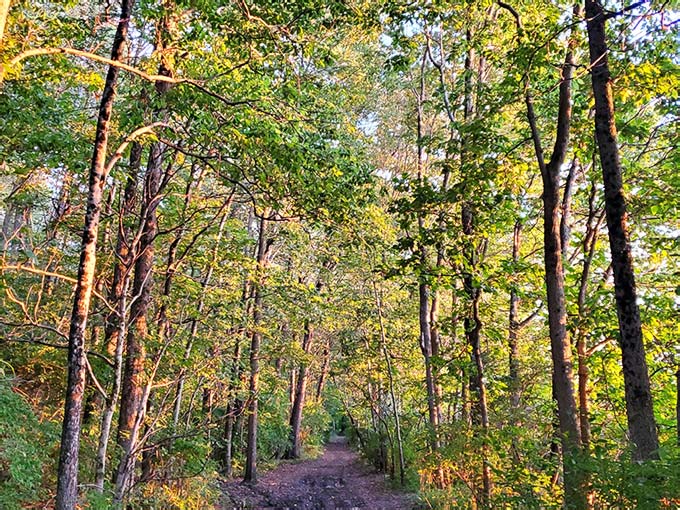 Tree Grail This Little-Known Spot In Indiana Is Quietly Becoming The Holy Grail Of ...