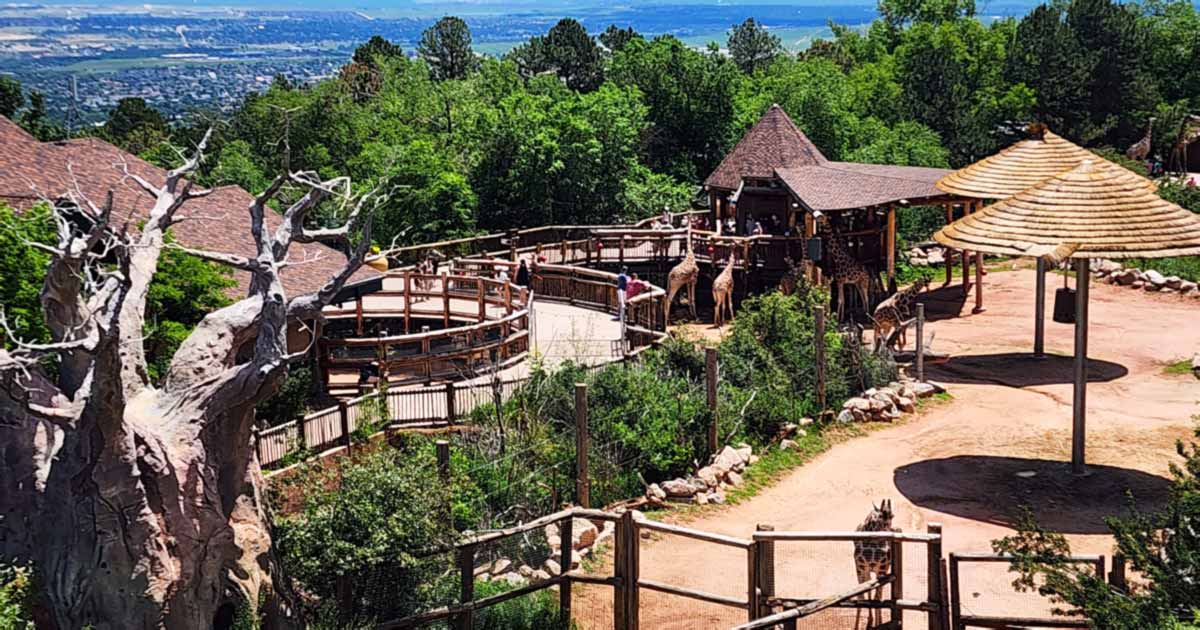 The Rocky Mountain Wild Exhibit At This Colorado Zoo Puts Every Nature Documentary To Shame