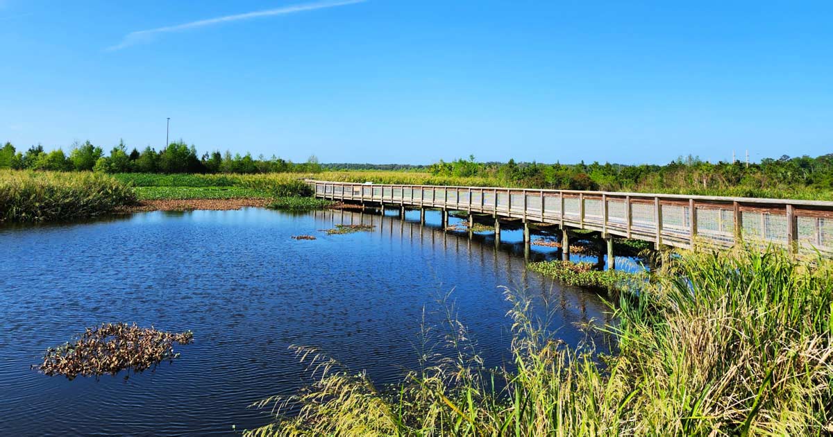 Magnification Call Out You Won't Believe How Many Wild Alligators You'll See At This Little ...